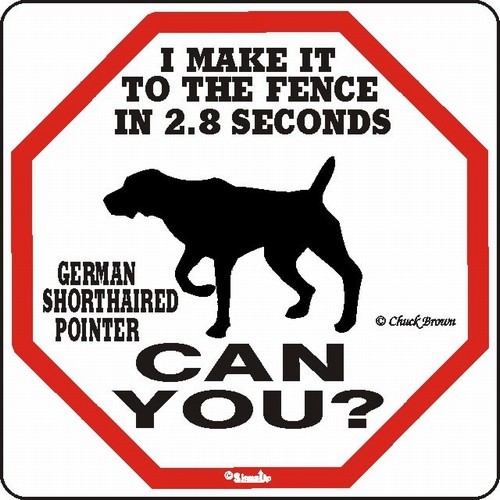 Raining Cats and Dogs | German Shorthaired Pointer Make It to the Fence ...